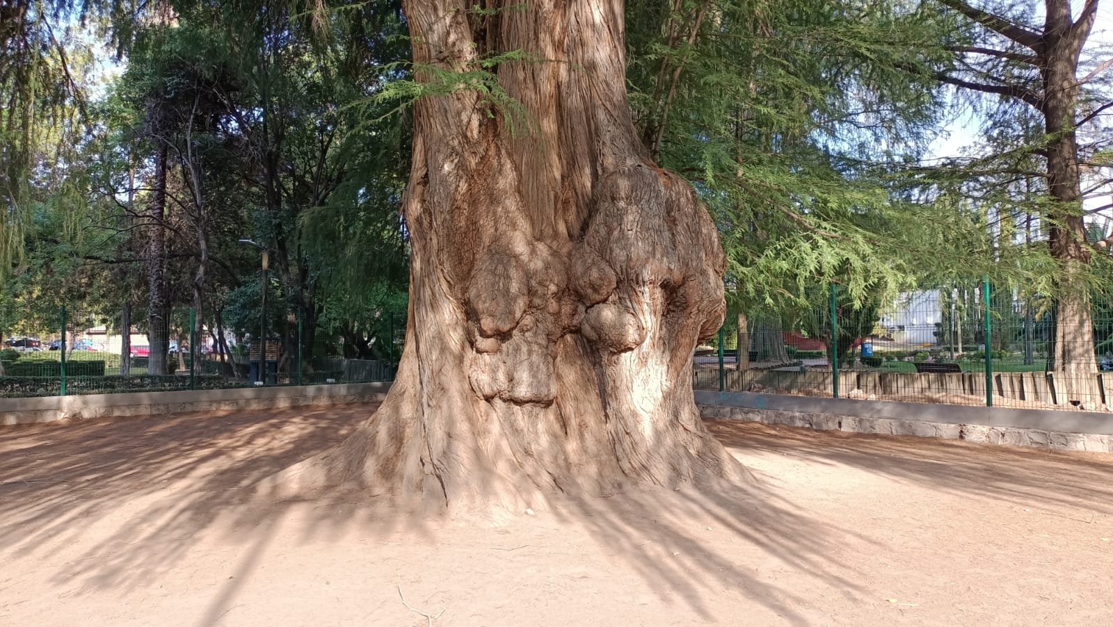 El sabino mayor del parque Guadiana, único testigo vivo de la historia ...